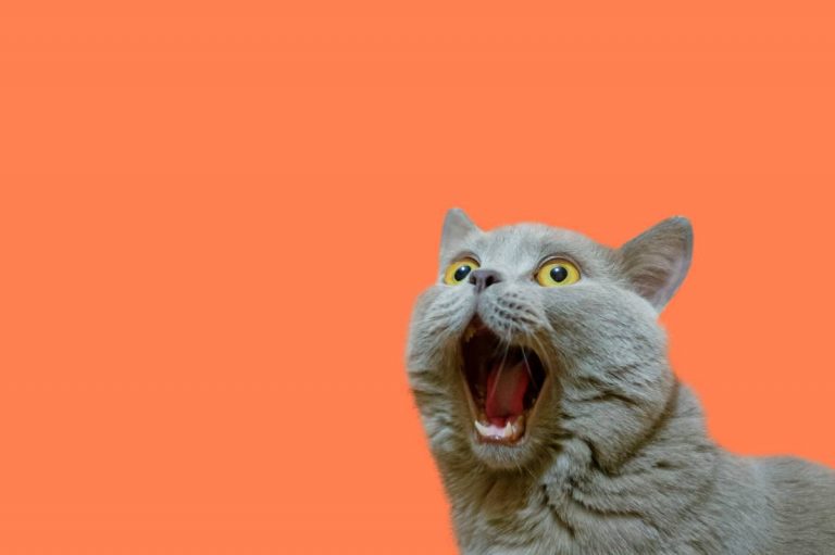 Budget : Combien coûte un chat par mois ? par an ? (TTC) Budget : Combien coûte un chat par mois ? par an ? (TTC)