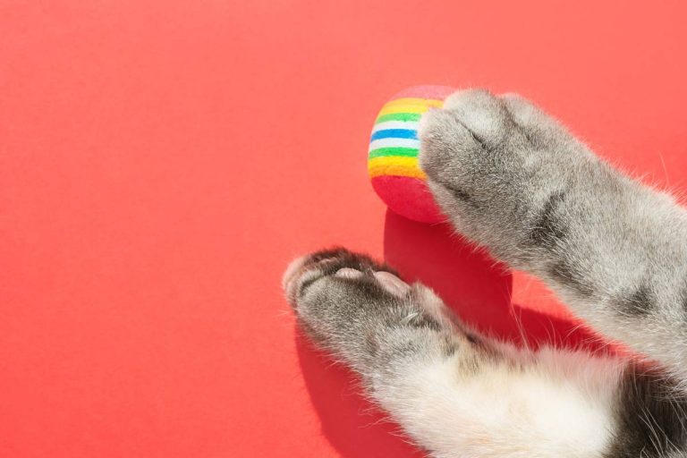 Budget : Combien coûte un chat par mois ? par an ? (TTC) Budget : Combien coûte un chat par mois ? par an ? (TTC)
