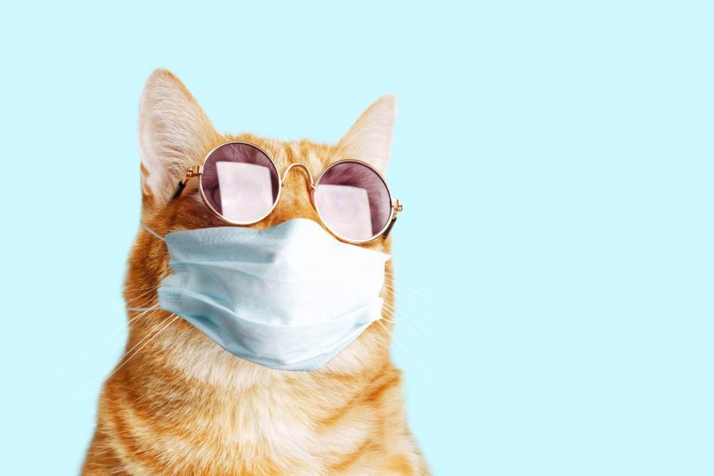 Budget : Combien coûte un chat par mois ? par an ? (TTC) Budget : Combien coûte un chat par mois ? par an ? (TTC)