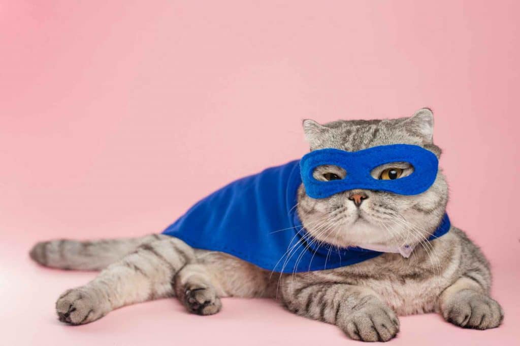 Budget : Combien coûte un chat par mois ? par an ? (TTC) Budget : Combien coûte un chat par mois ? par an ? (TTC)
